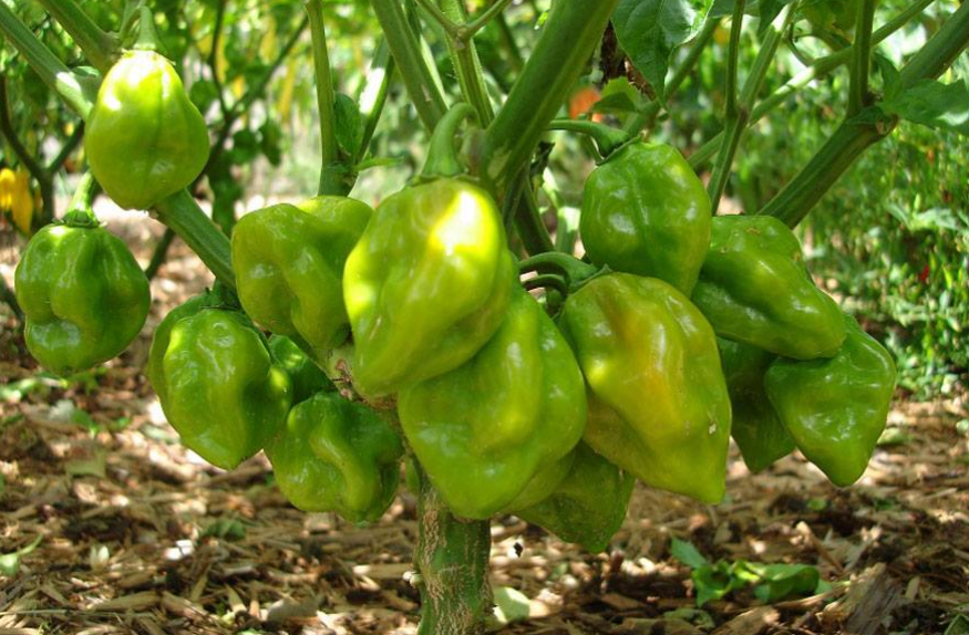 KILIMO BORA CHA PILIPILI MBUZI - KILIMO BORA