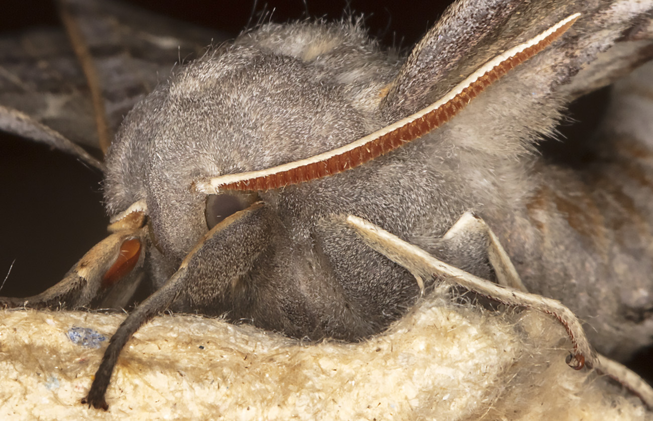 Two Hawk-moths | Naturally