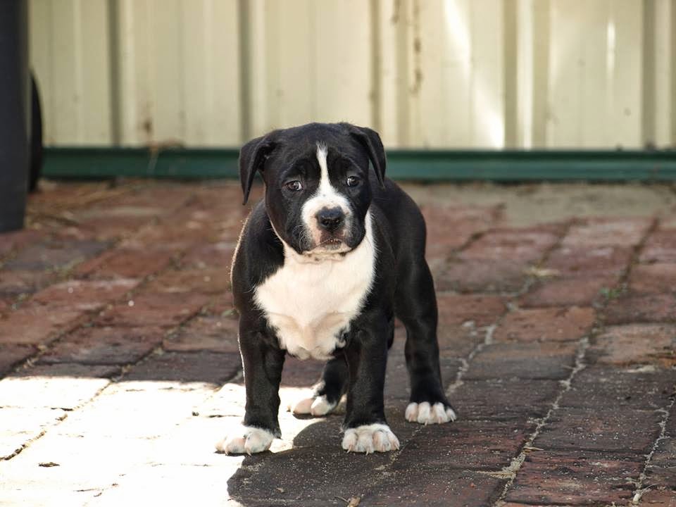 american staffy amstaff staffy black american staffy