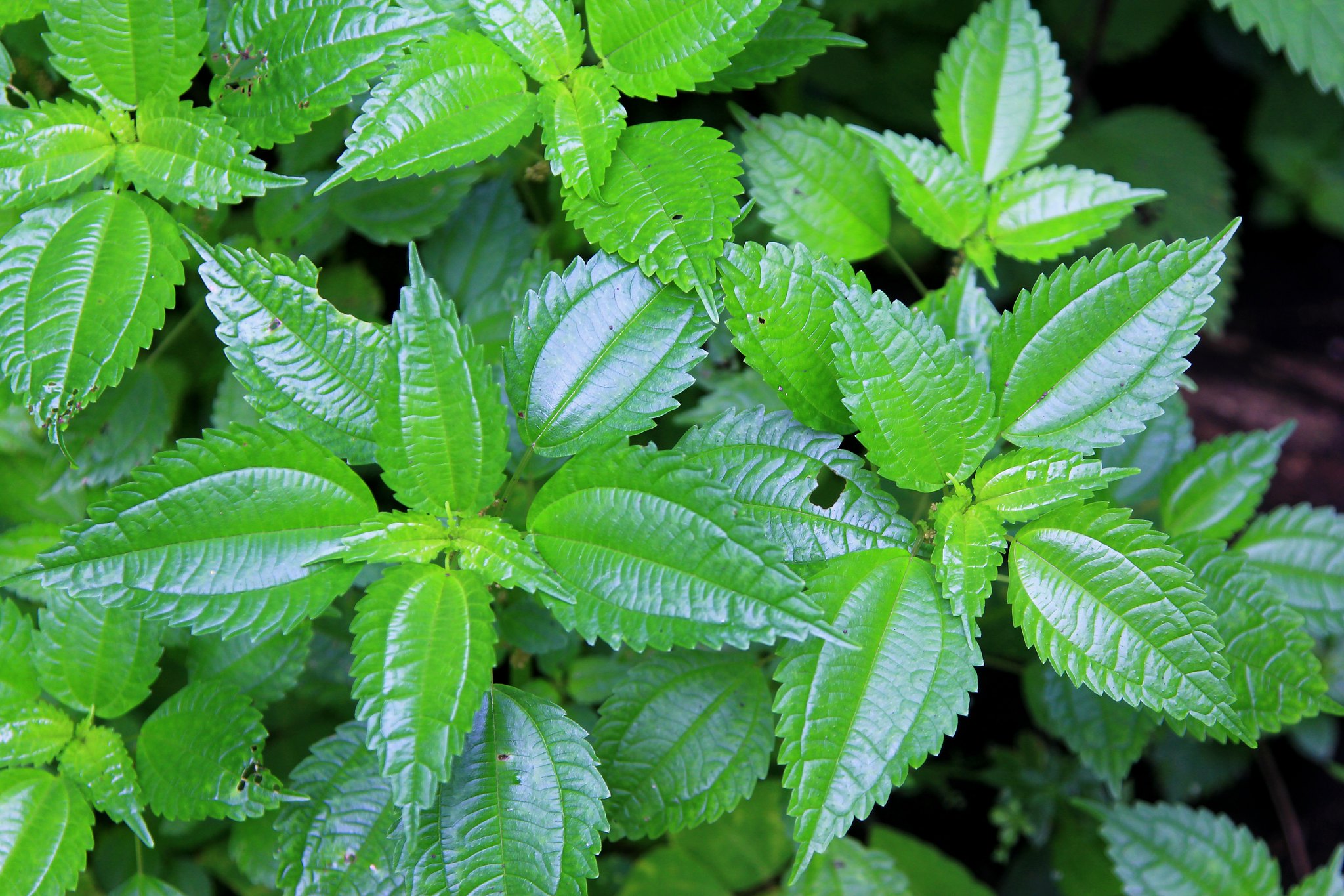 Pilea pumila - Canadian clearweed care and culture | Travaldo's blog