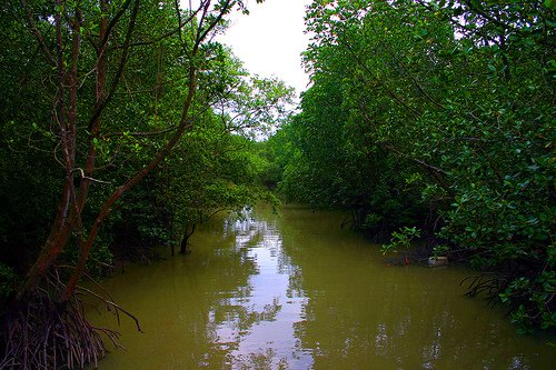 peceq™: 715. Nikmati keindahan paya bakau terletak di pesisir Sungai ...