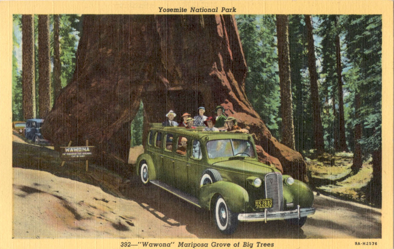 Phil Beard: Wawona Tunnel Tree, Yosemite