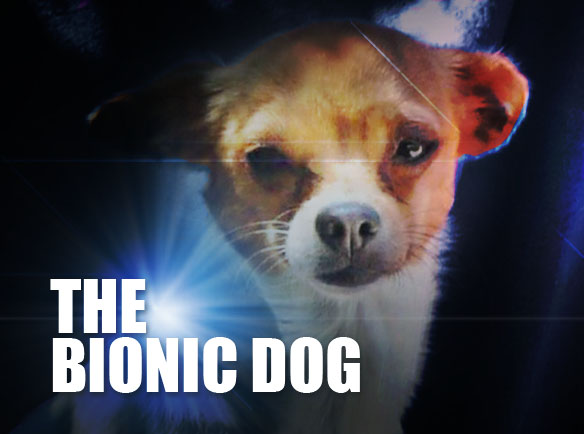 Get Ready for the World's Smallest Bionic DOG! | BOLD and UNUSUAL DOG ...