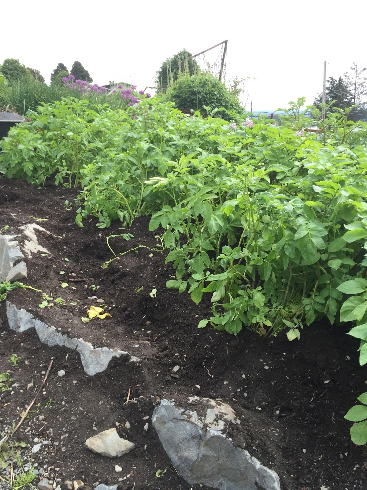 SITKAVORES: POTATOES