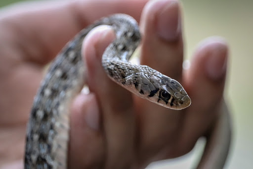 SPECIES OF SNAKES FOUND IN ASSAM