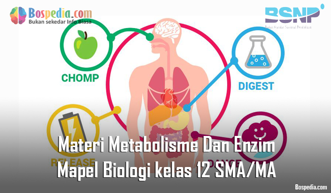 Materi Metabolisme Dan Enzim Mapel Biologi kelas 12 SMA/MA - Bospedia