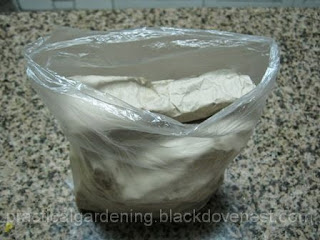 Practical Gardening: Cleaning and Storing Gynura Procumbens (Sabungai)