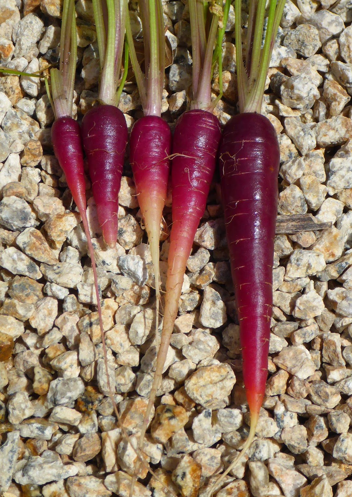 From Seed To Table: Harvest Monday - June 20, 2016