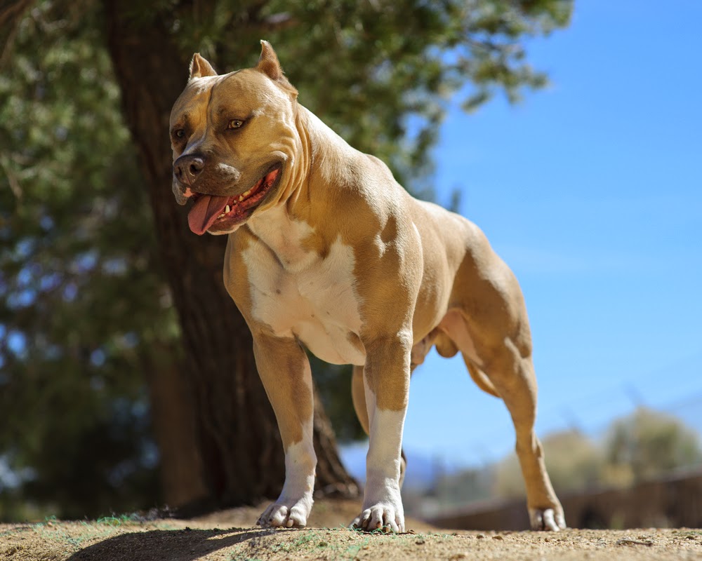 Iron King Kennels Blog: 3 Completely Untrue "Facts" about Pitbulls
