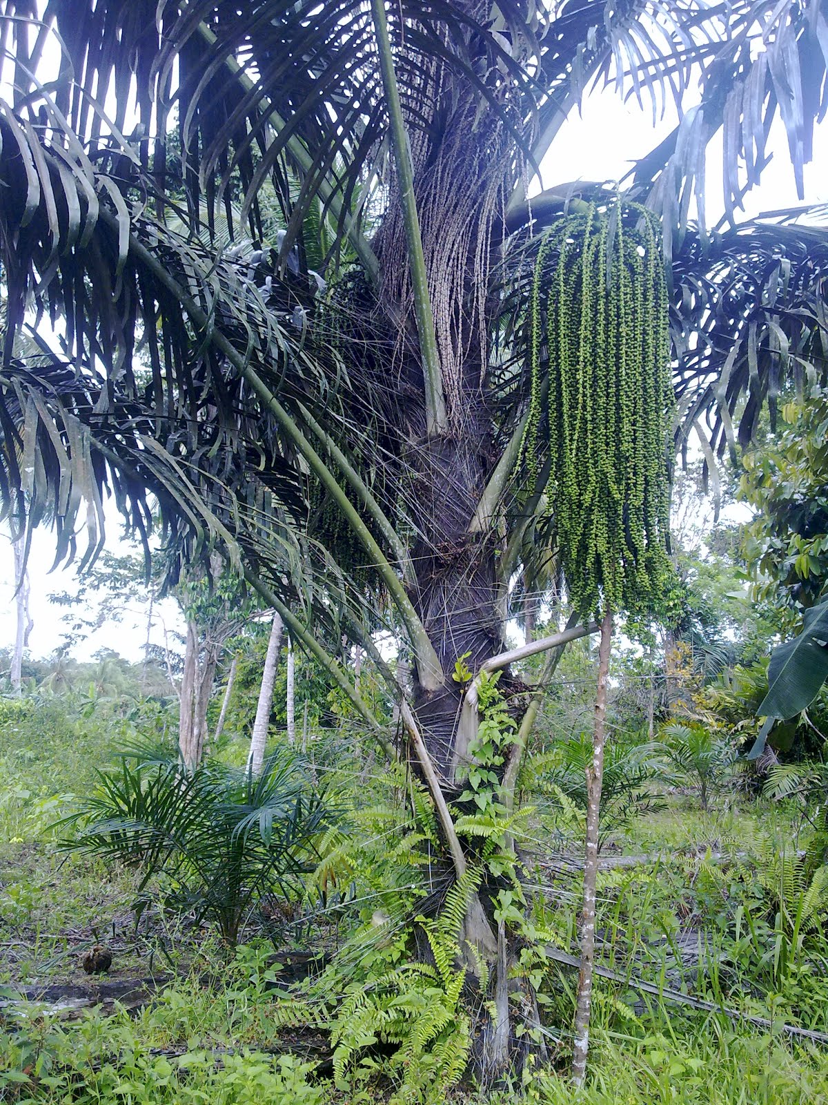 15 Manfaat Aren Yang Dapat dijadikan Sebagai Ide Bisnis - Gudang Inovasi