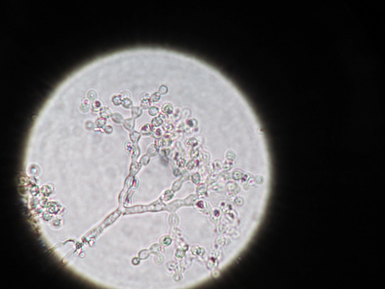 Lauren Kalns's PLPA 631 Lab Notes: September 26 Lab