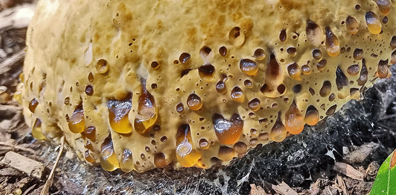 A Maryland Naturalist: January 2018