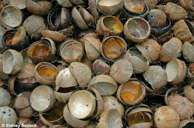 LIVELIHOOD IN BULAN,SORSOGON: COPRA