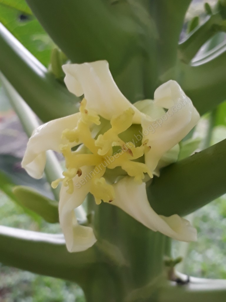 Healthy Nurul Beauty: The look of well pollinated papaya flower after 4 ...
