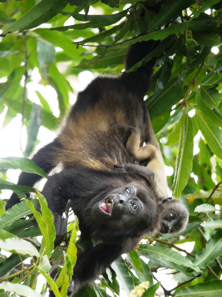 Laguna de Apoyo, Nicaragua: Golden-Mantled Howler Monkeys in Laguna de ...
