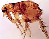 Petsyco ®: SABÍAS QUE ENFERMEDADES PUEDEN TRANSMITIR LAS PULGAS A LOS ...