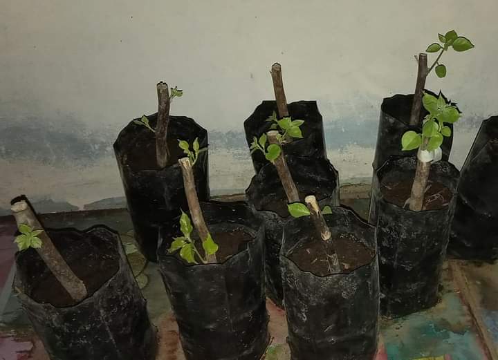 9 Cara Stek Bonsai Bunga Kertas - IDNFARMERS
