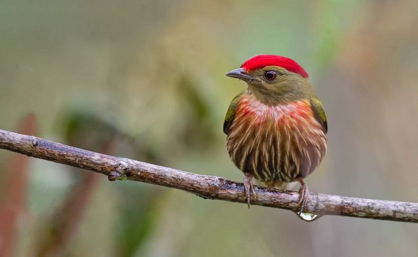 Historia y evolución de la pintura artística : Juan Jose Arango médico ...