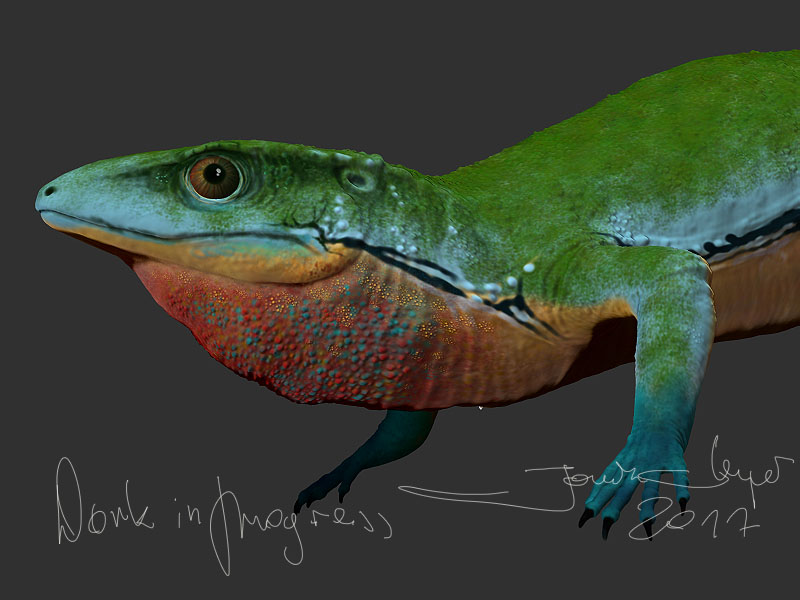 Hypothetical appearance of the male Gephyrostegus in the mating season ...