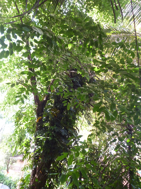 Indian Elm Tree - Goda Kirilla | SL Flora