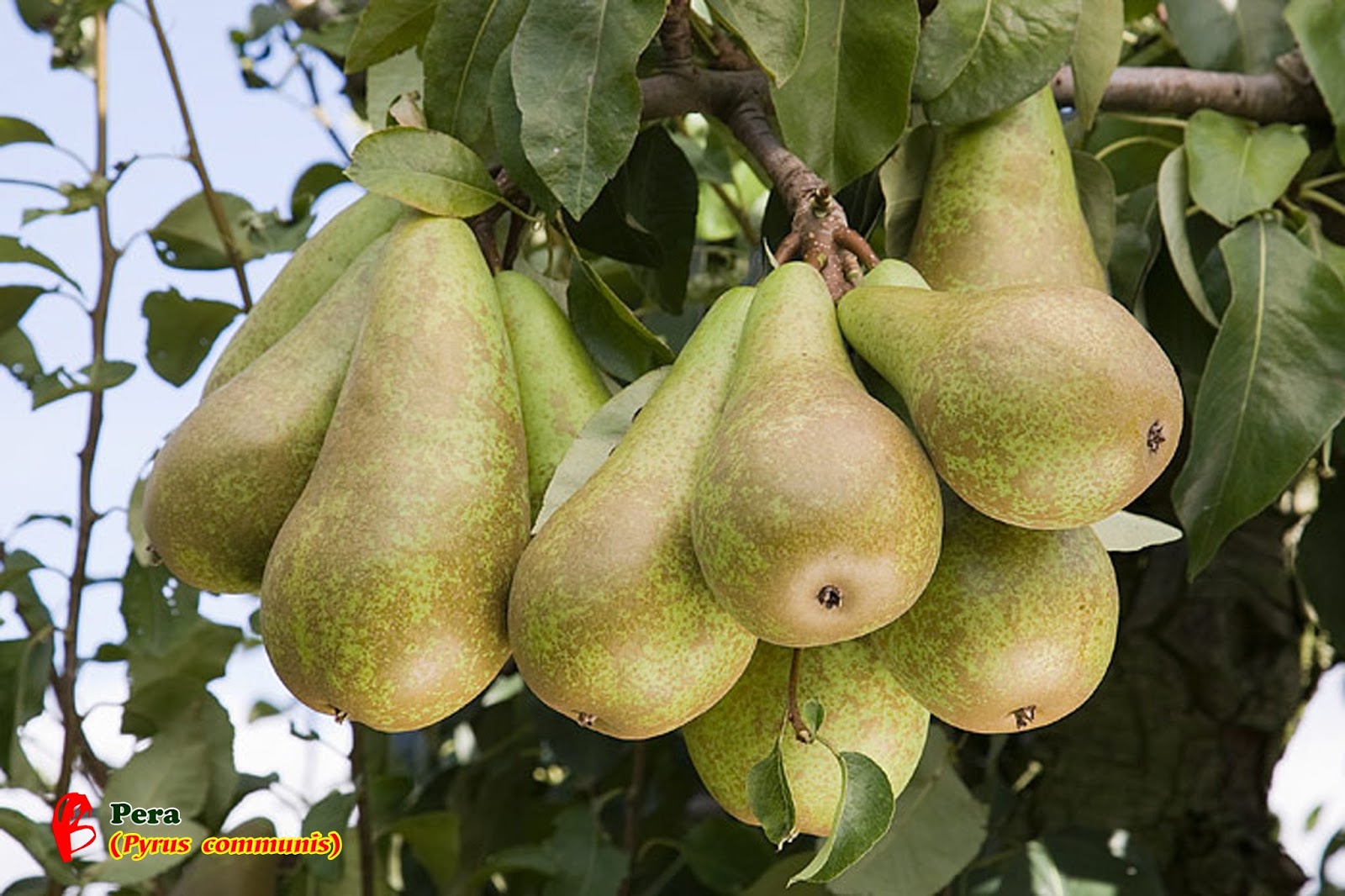 UNAIENSES: FLORA MEDICINAL - Pera (Pyrus communis)