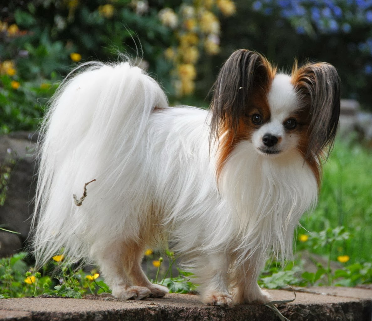 Road's End Papillons : 2 Day old Papillon Puppies