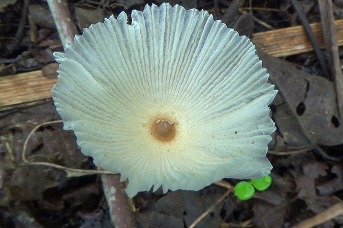Fragile dapperling (Leucocoprinus fragilissimus)