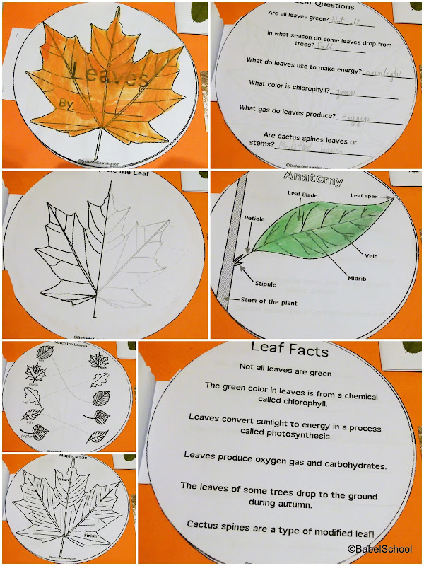 Lapbook: Trees - Drzewa