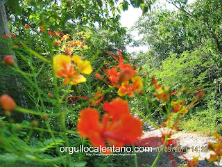 Orgullo Calentano: marzo 2012