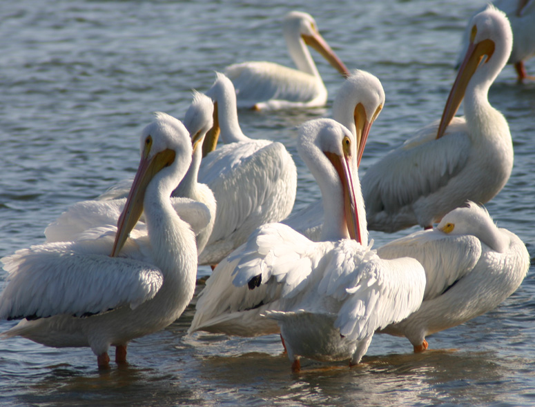 The White Pelican | Bird Facts With New Photographs | The Wildlife