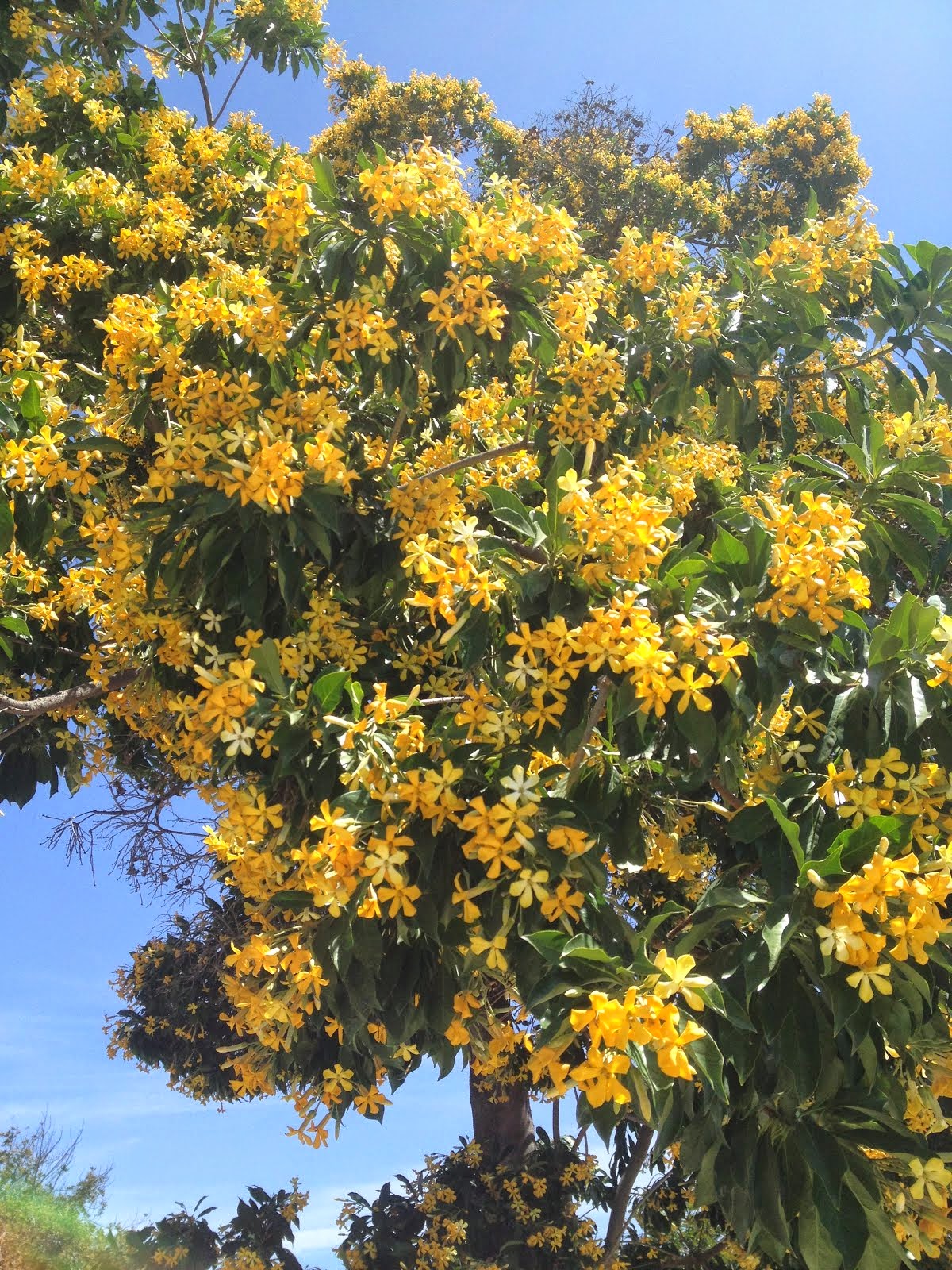 Aprille's SoCal Gardening : Sweetshade Tree