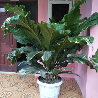 20 + BUNGA YANG LAGI VIRAL 2020 - theFikkar