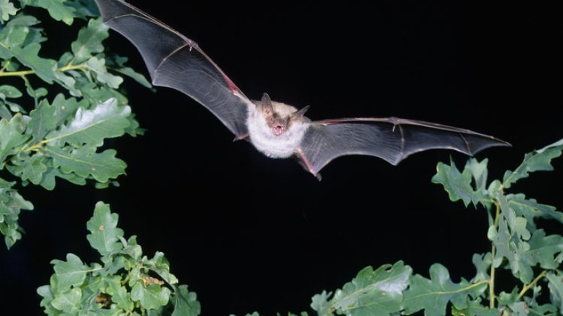 Pipistrello