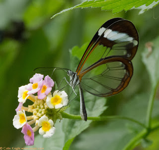 Postcards from Sussex: Glasswings at Earnley