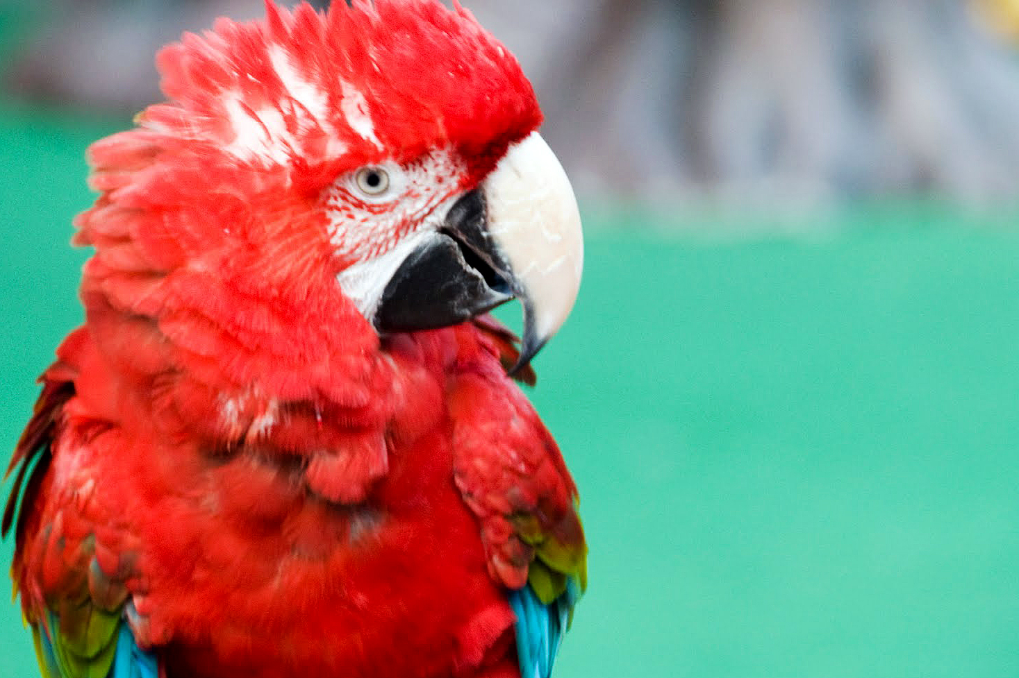 Free Images: Red Macaw - Free Photo