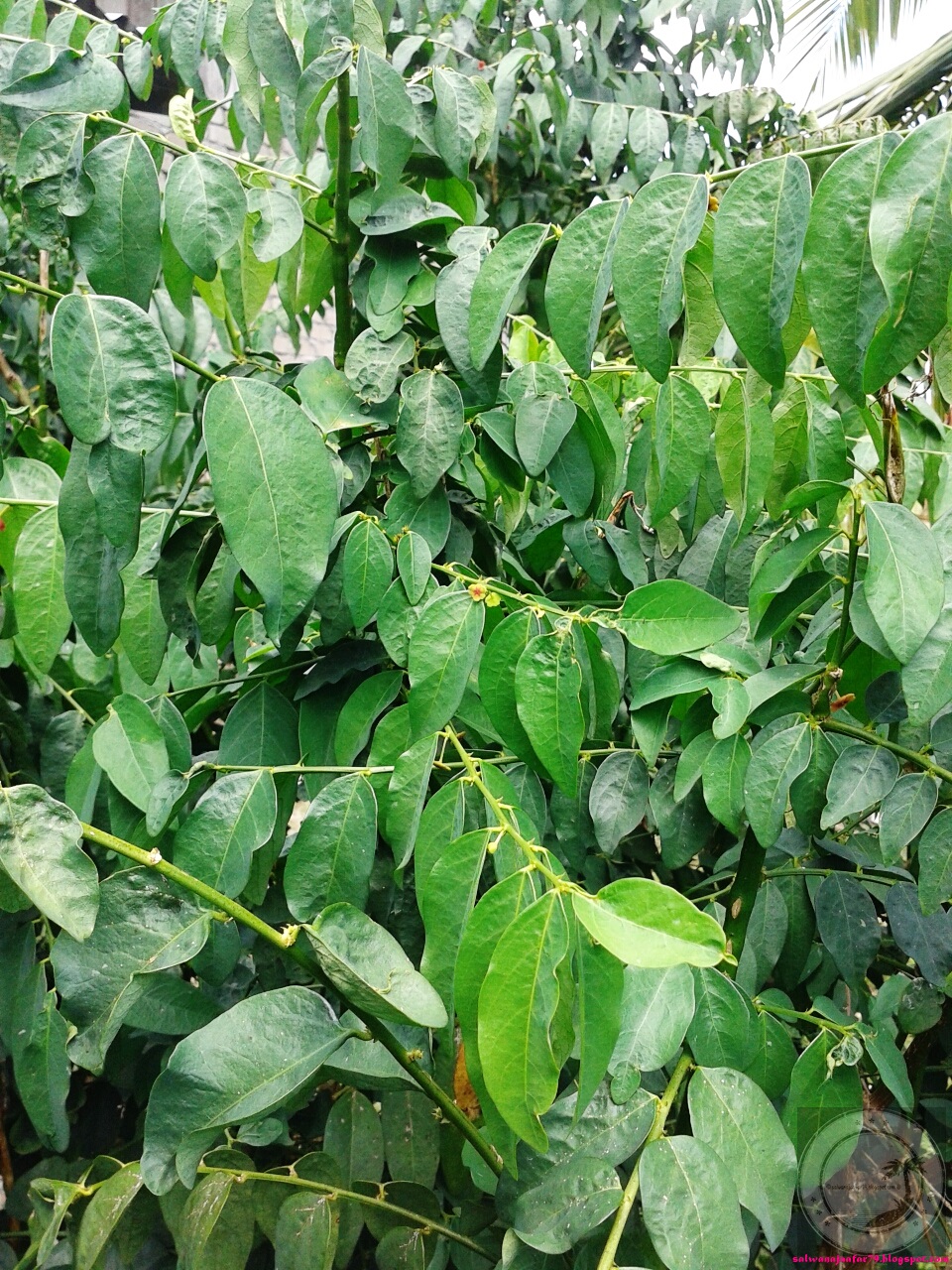 Suatu petang yang damai...: KEUNIKAN TAPAI PULUT TRADISIONAL MASYARAKAT ...