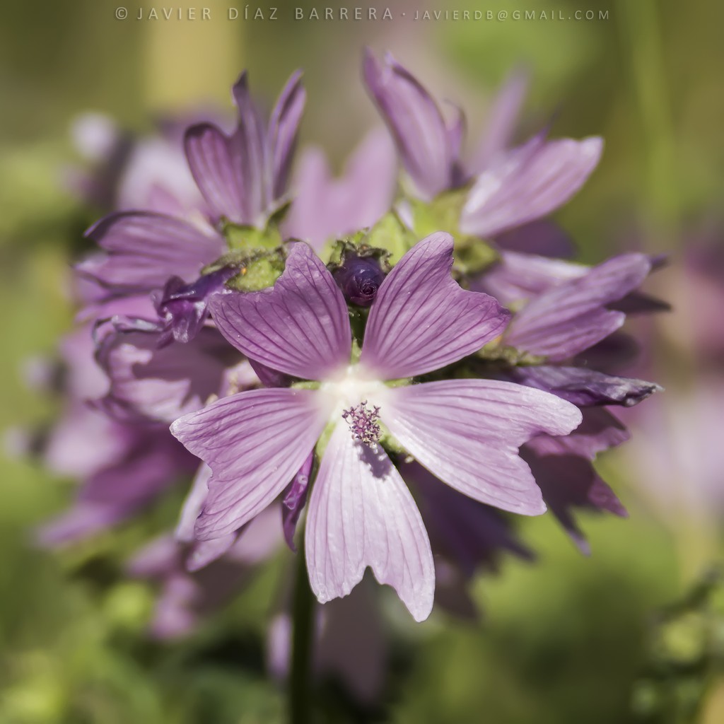 Bichos y plantas de León: Malva