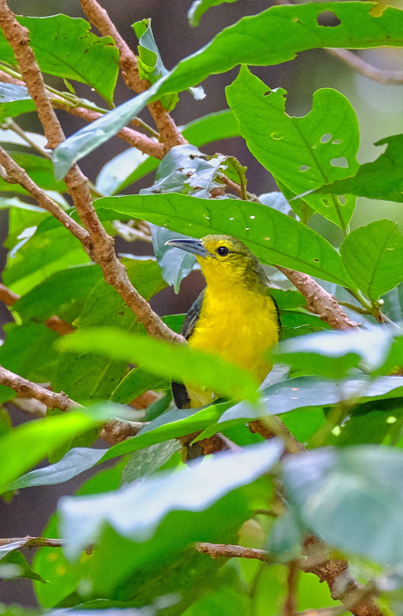 Mike is the name Birding is the game ( Birding in Malaysia - Malaysian ...