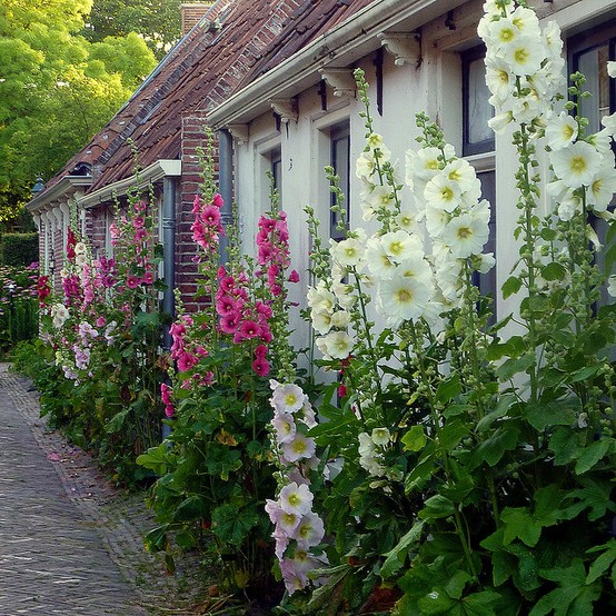 Fern & Flora: Hail to the Hollyhock