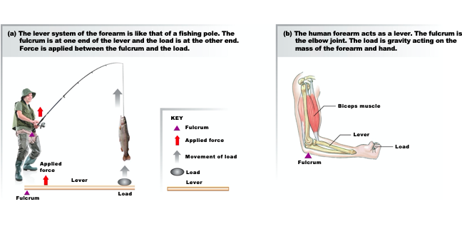 Physics 111: Fundamental Physics I: The Physics of Muscles