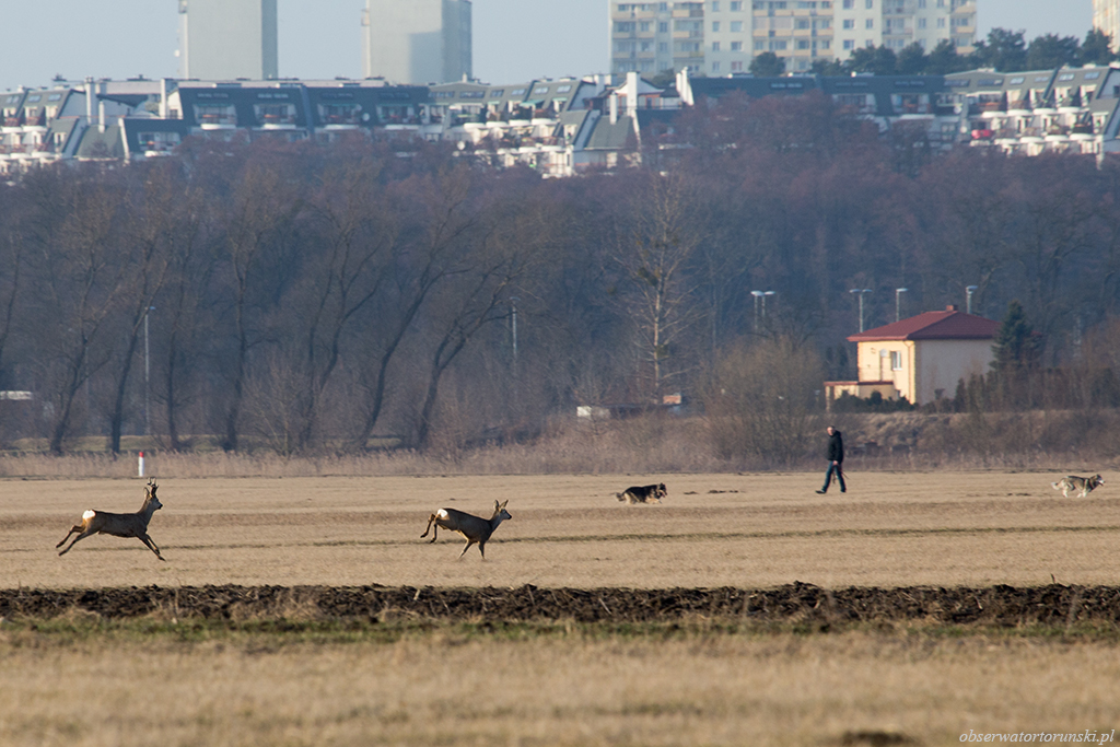 Obserwator Toruński: Dzikie sarny (1777)