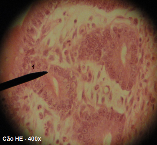 Citologia & Histologia: Histologia