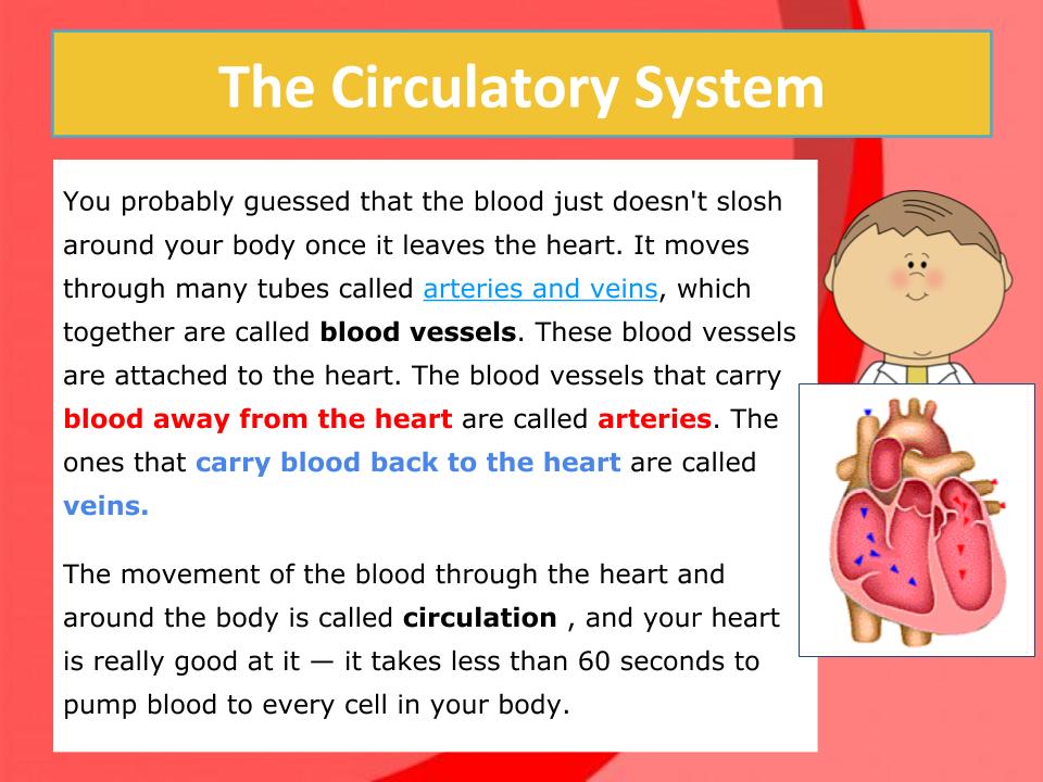 Science Circulatory System