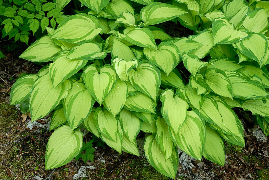 Hosta ventricosa - Blue plantain lily care and culture | Travaldo's blog