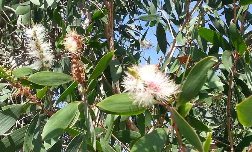 Galas: KELULUT DITERNAK BERHAMPIRAN HUTAN GELAM