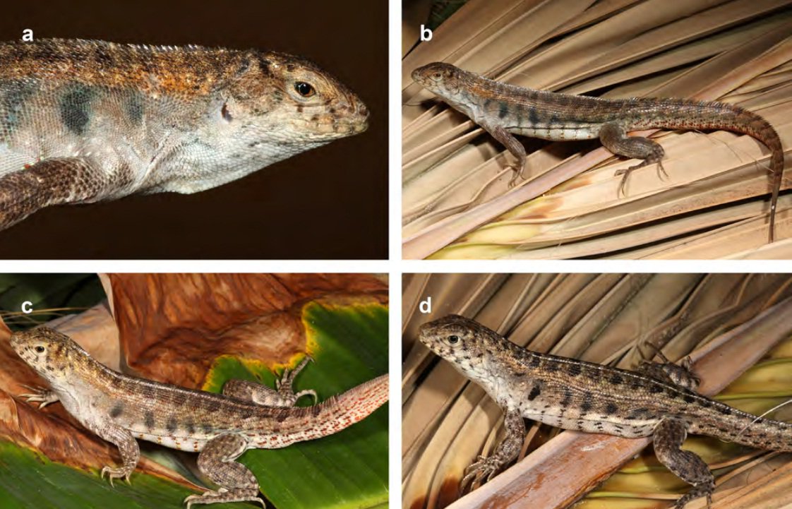 Alternativas para Cuidar el Medio Ambiente: SIXTO J. INCHÁUSTEGUI: “RD ...