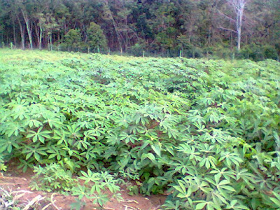 Tips dan Cara Menanam Singkong Yang Baik dan Benar - Rumah Petani