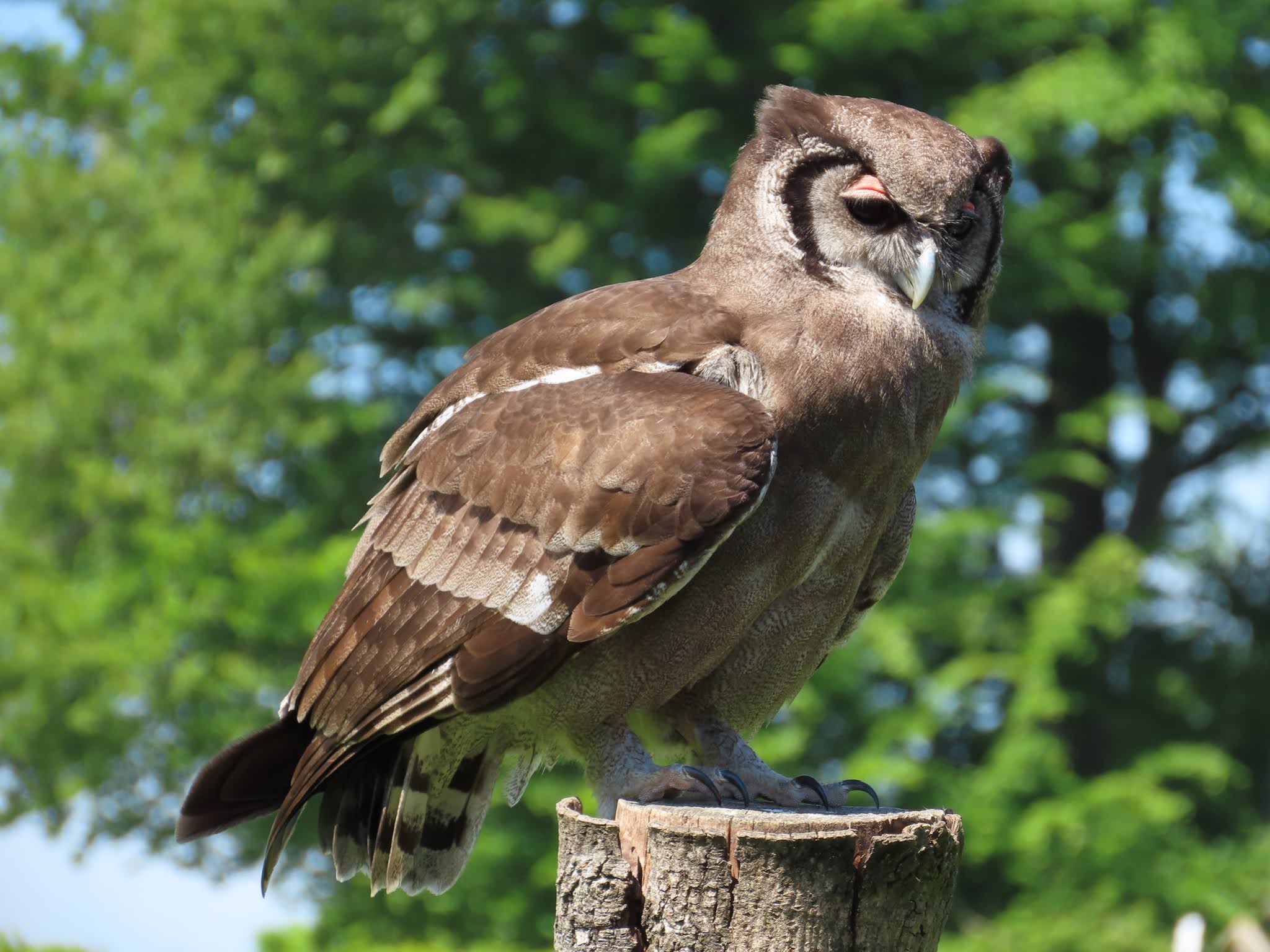 Mummy From The Heart: Visiting the Hawk Conservancy Trust, Andover ...