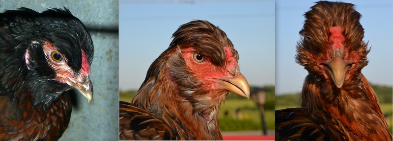Origin of the Domestic Fowl: The Beard and Muffs.