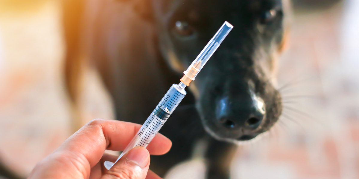 Must-Know Facts About Rabies and its Vaccination